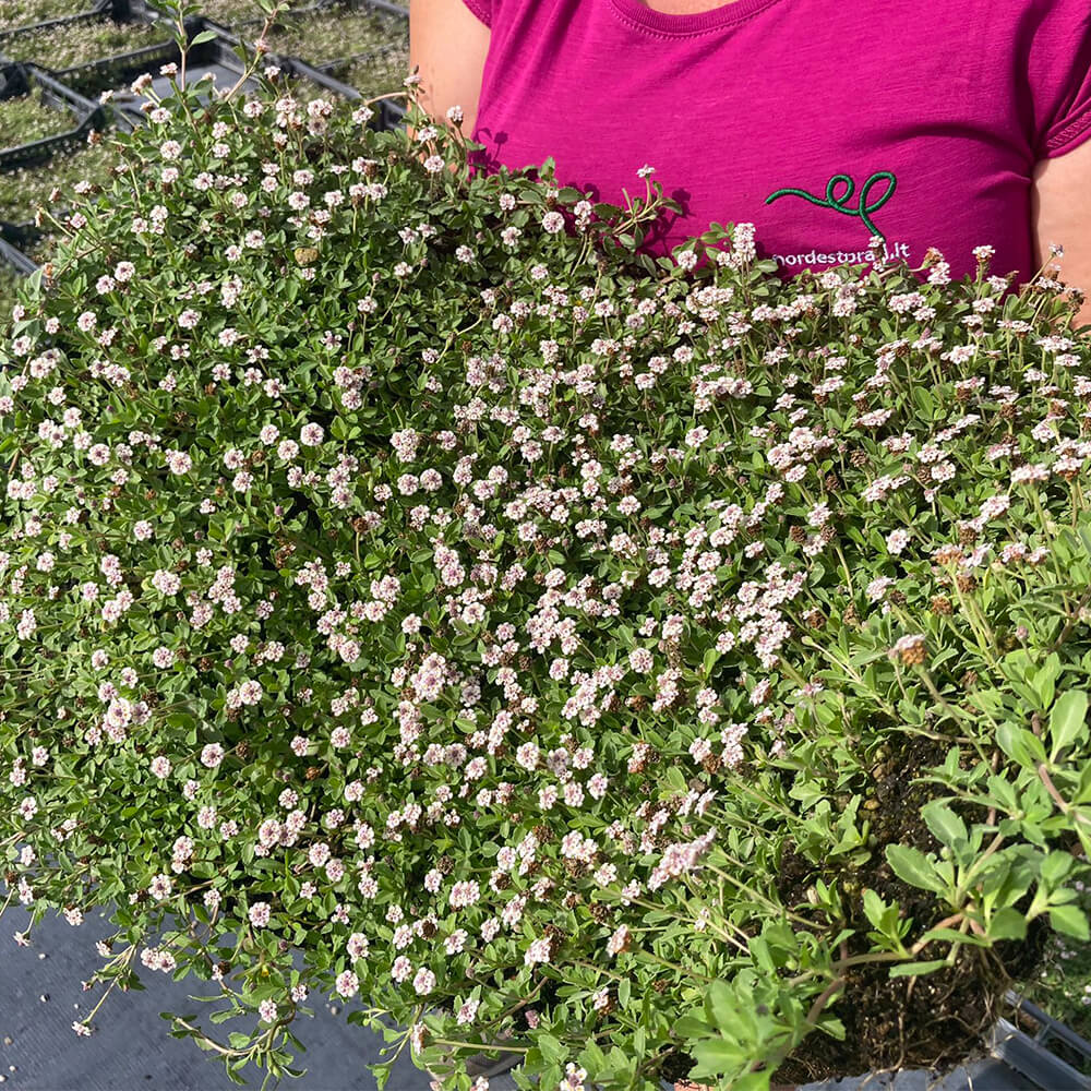 Campione Lippia nodiflora - Vendita Prato in Zolla e Tappezzanti | Nord ...